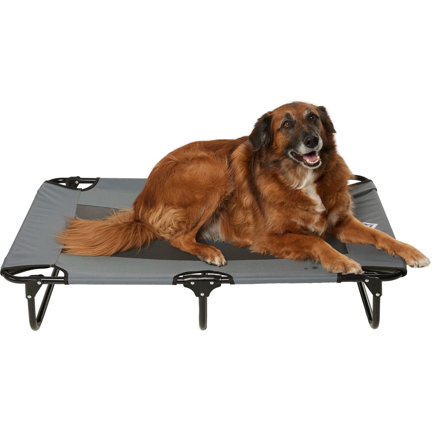 Apex Elevated Pet Cot - Large, 42x24x7” - Save 33%