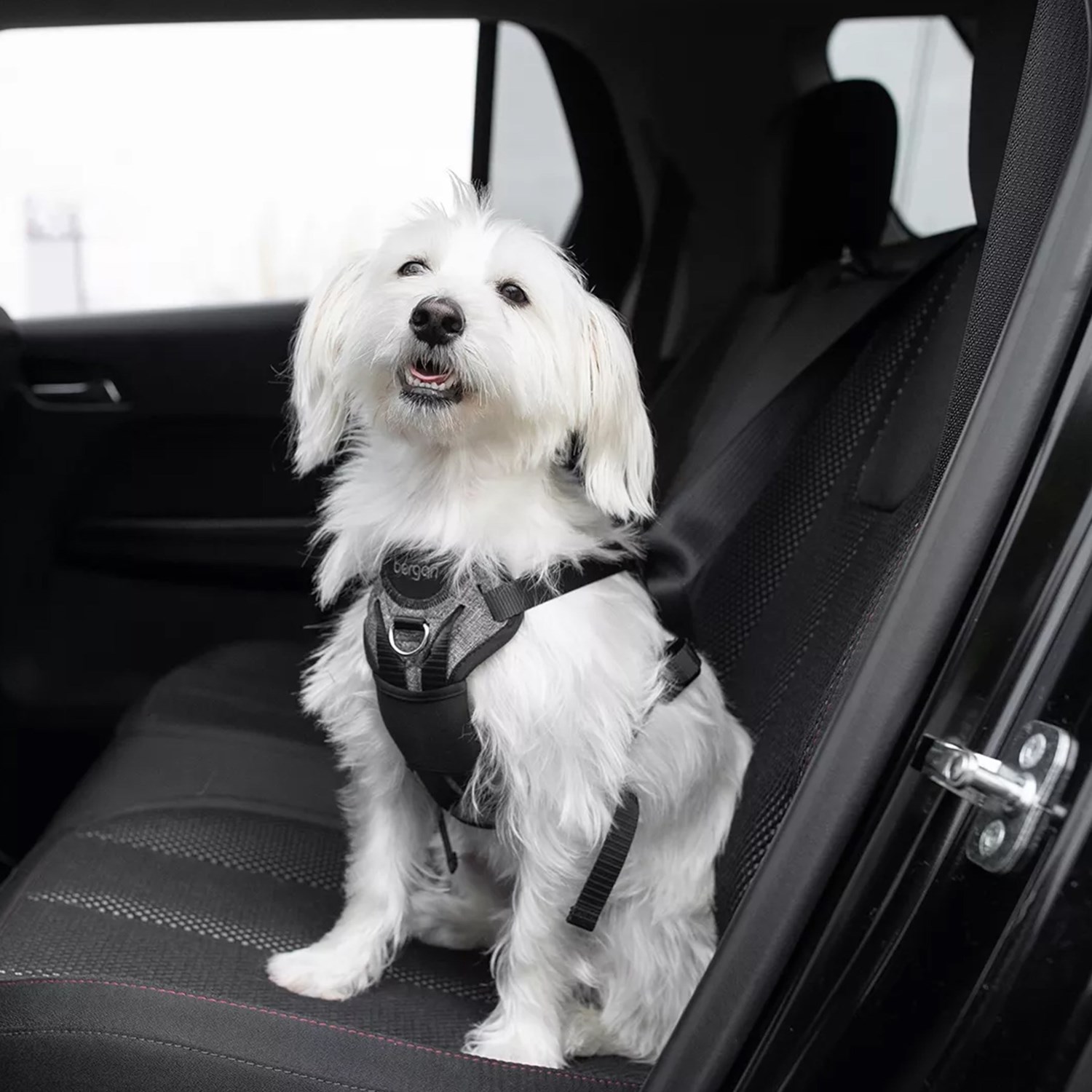 Bergan Auto Harness - Large - Save 60%