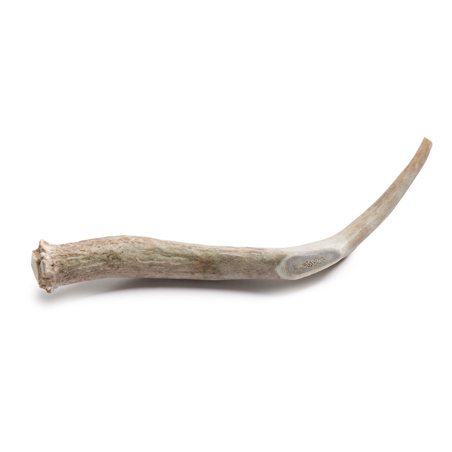 Prairie Dog Antler Dog Chew Bone – Large