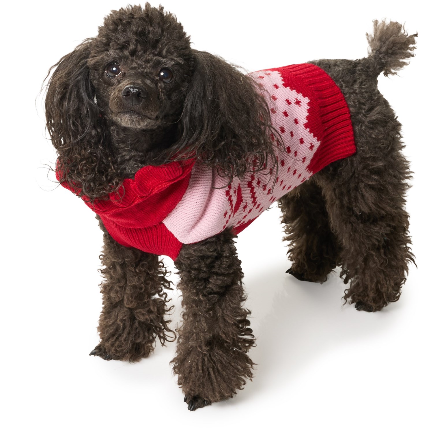 Pup Crew Fair Isle Frill Collar Dog Sweater - Medium - Save 33%